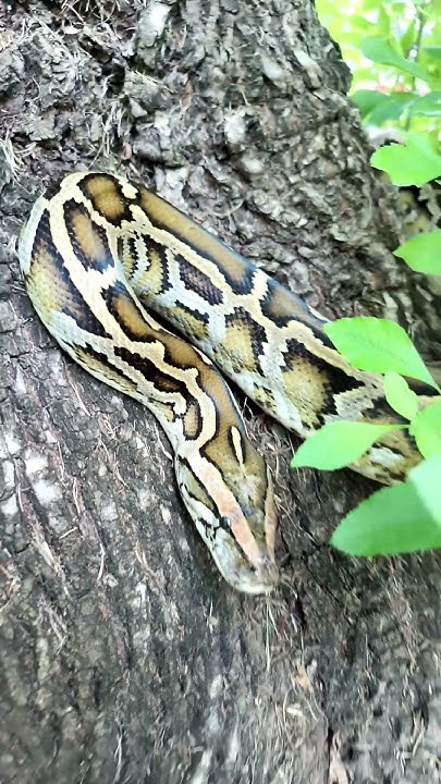 BURMESE Python handling outside #snake #burmesepython #pythons - YouTube