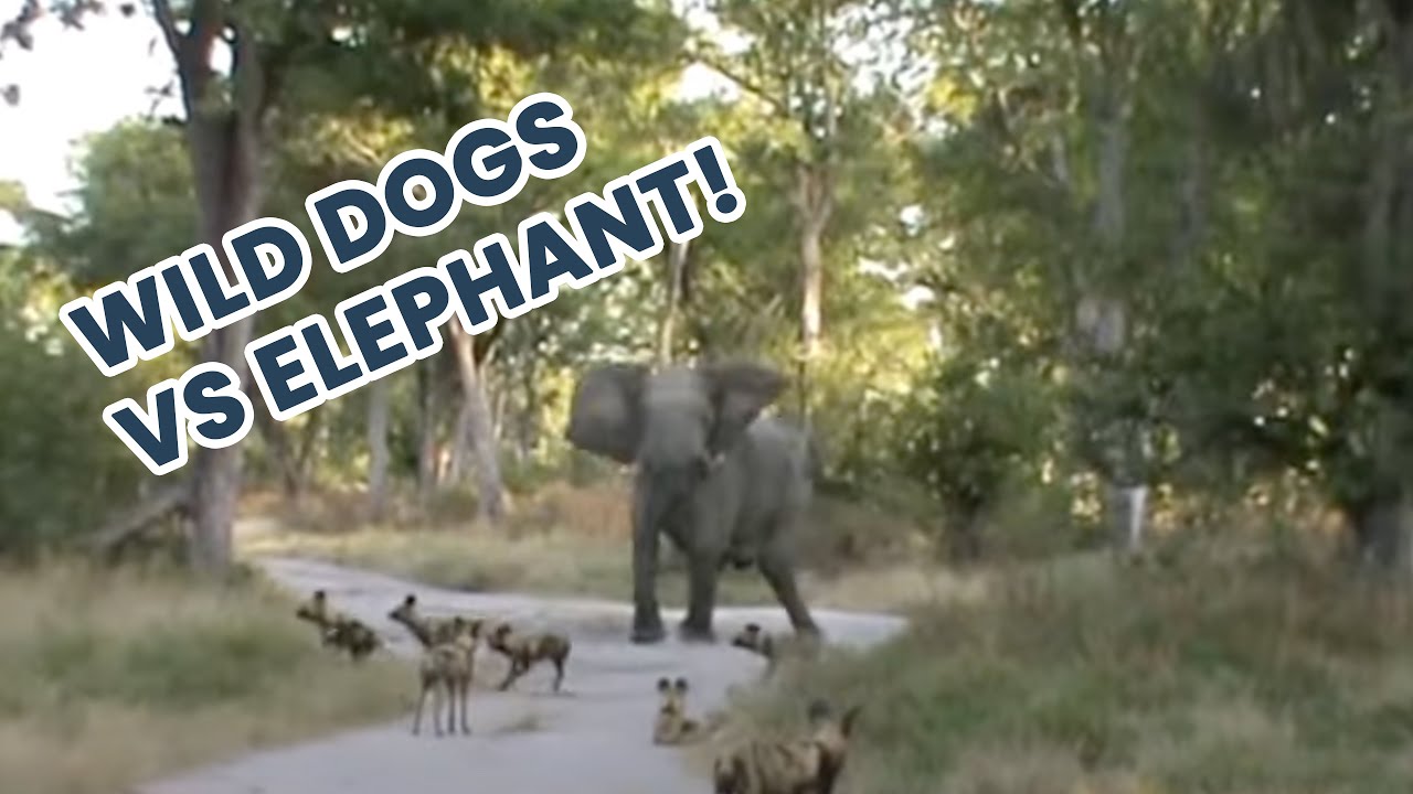 Wild Dogs Vs African Elephant | Who will be the winner? - YouTube