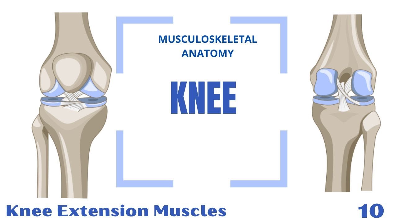 Knee Extensor Muscles - YouTube
