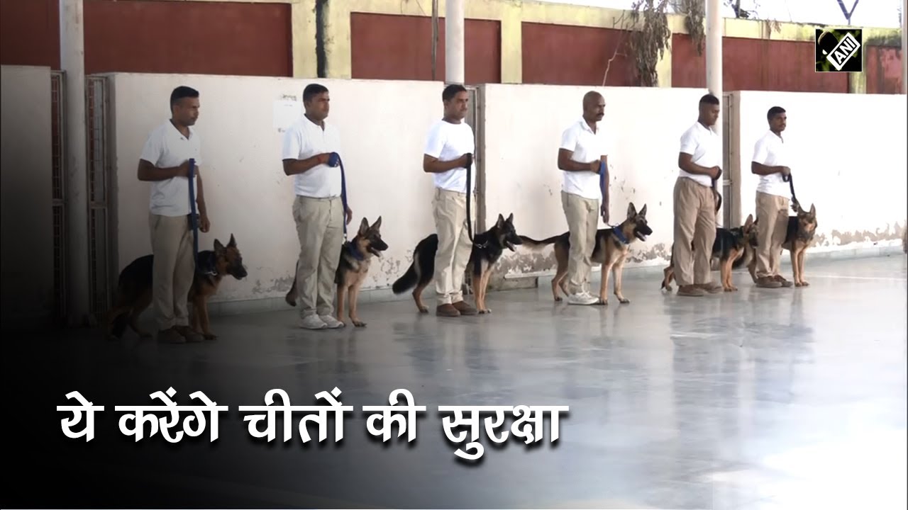 Namibia से आये चीतों को protect करेगा Trained Dog squad - YouTube