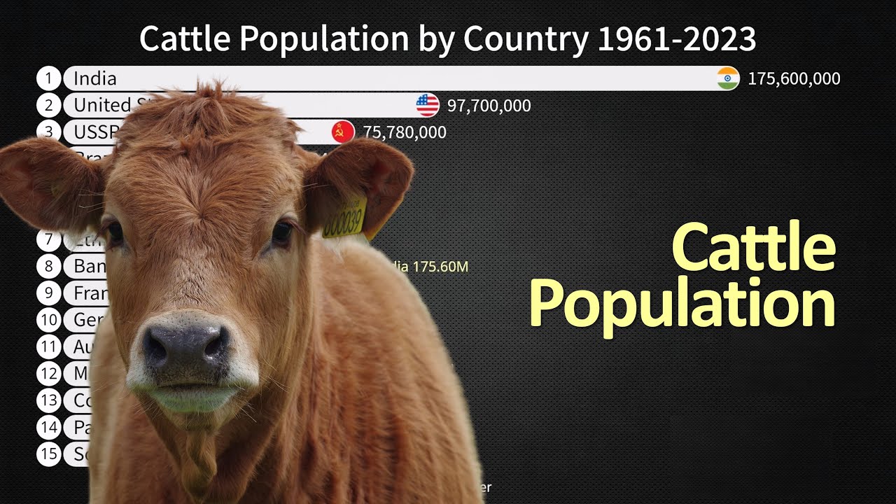 Cattle Population by Country 1961-2023 - YouTube