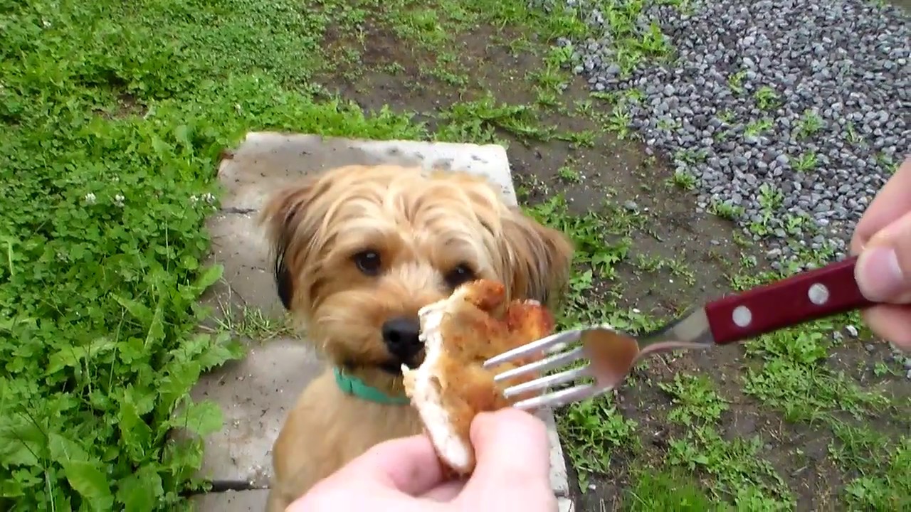 Dog eating meat - YouTube