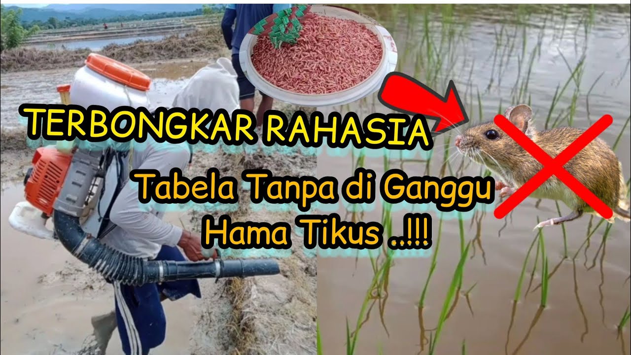 Tahapan proses tabela yang aman dari serangan hama tikus padi sawah ...