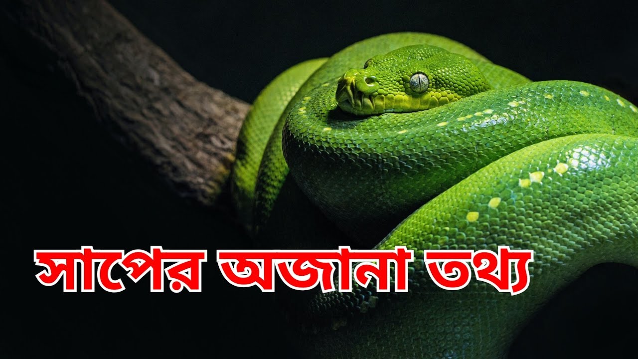 সাপ সম্পর্কে আশ্চর্য কিছু তথ্য ॥ Facts about Snakes॥ Snake facts about ...