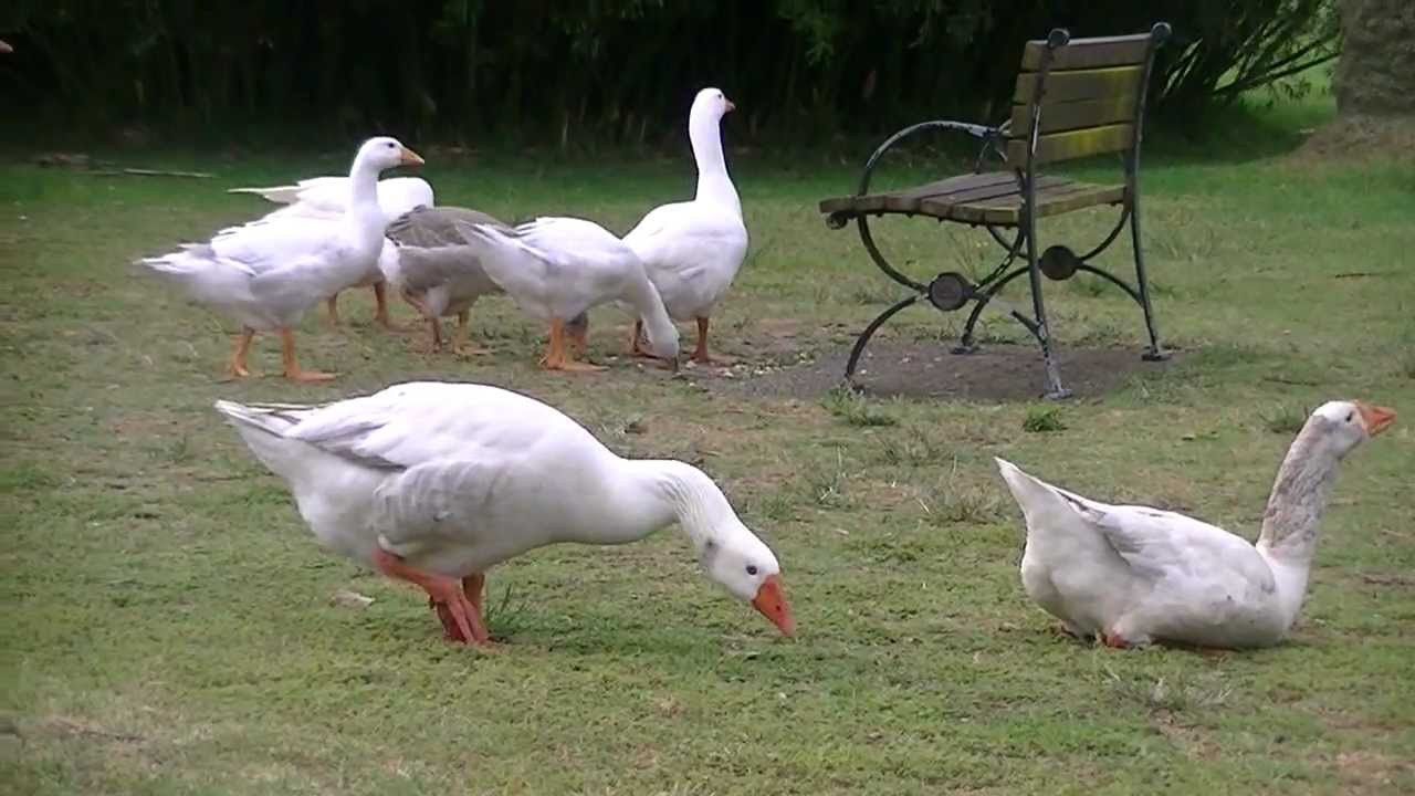 Lonely limping goose is bullied by other geese - YouTube