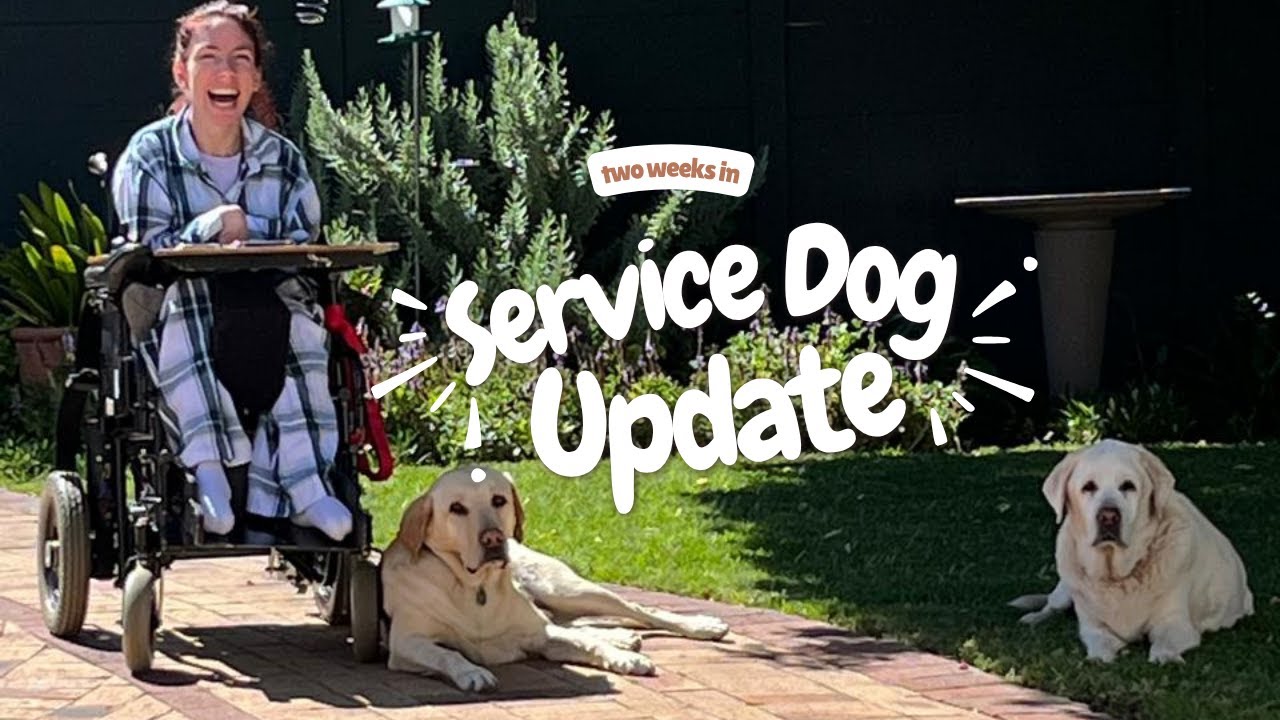 What I’ve Learned in Two Weeks With My New Service Dog - YouTube