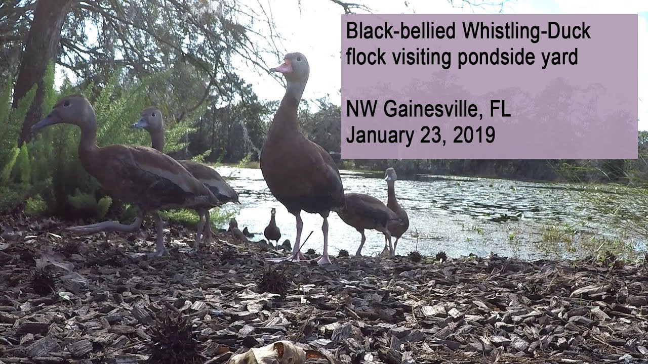 Black bellied Whistling Duck flock visiting pondside yard 012319 - YouTube