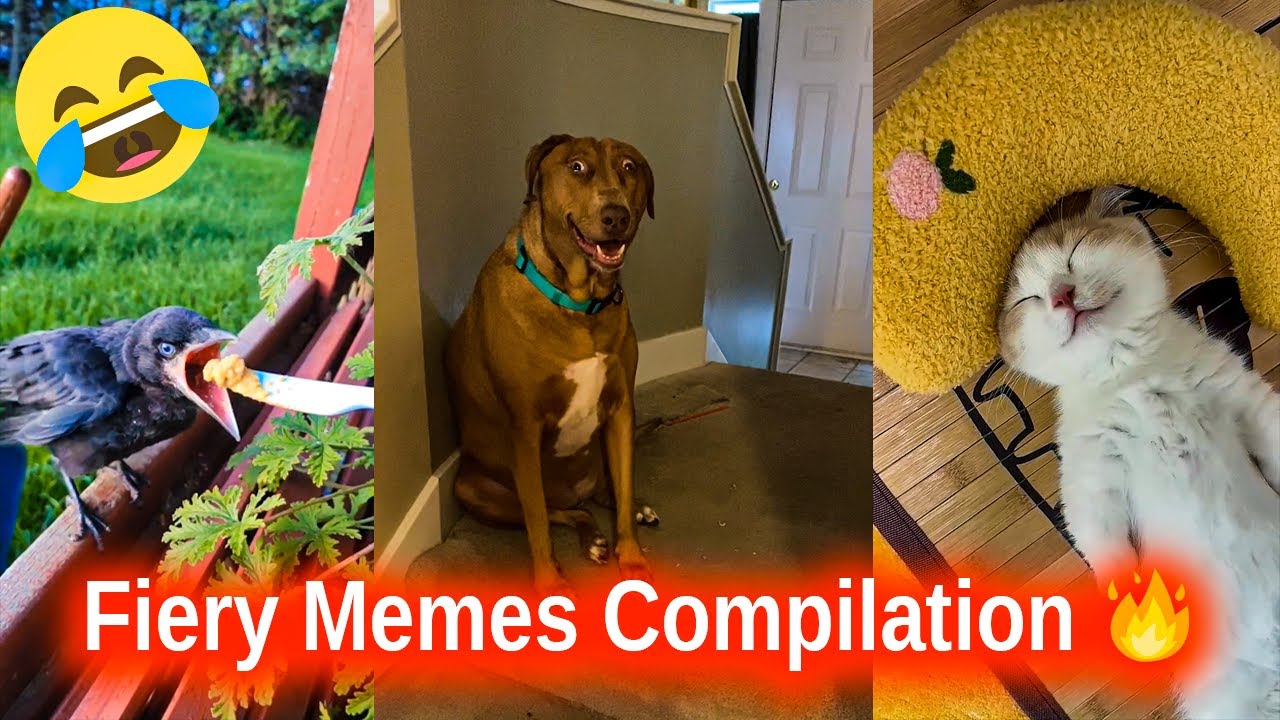 Fiery Memes Compilation 6🔥🔥🔥 - YouTube