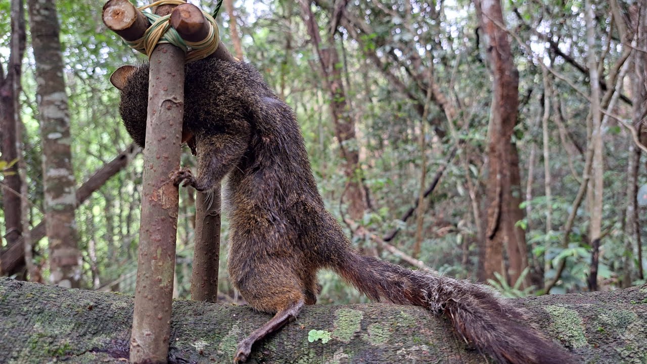 Create eye-catching traps to catch squirrels in the forest - YouTube