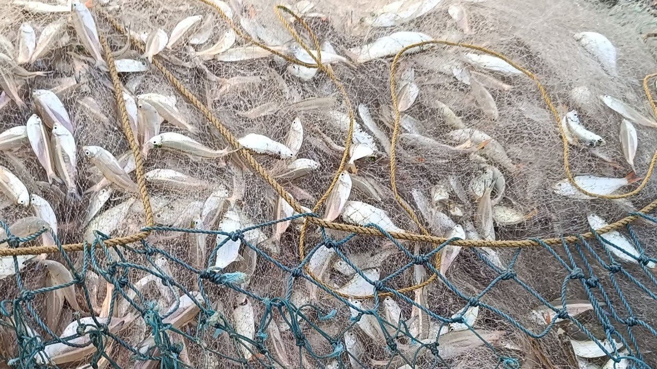 Odisha Ocean Fishing Video Fisherman Fish Catching - YouTube