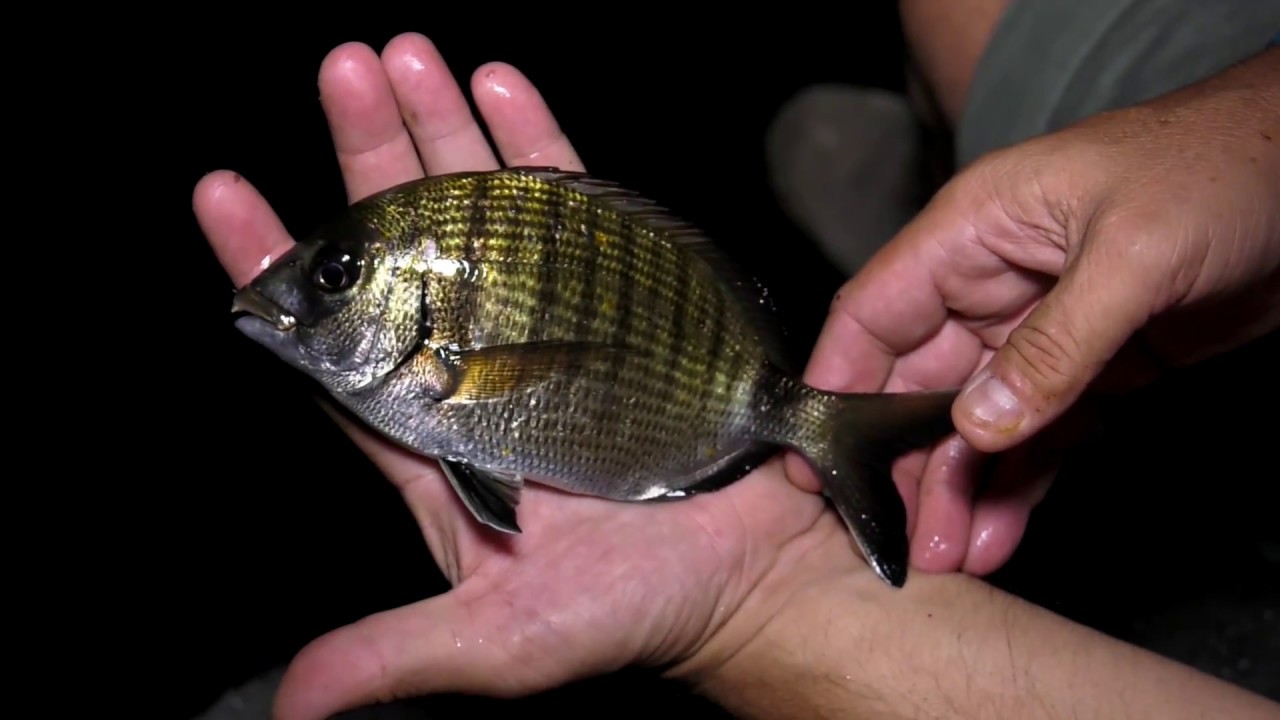 I Saraghi del Castello (Tubertini) - YouTube