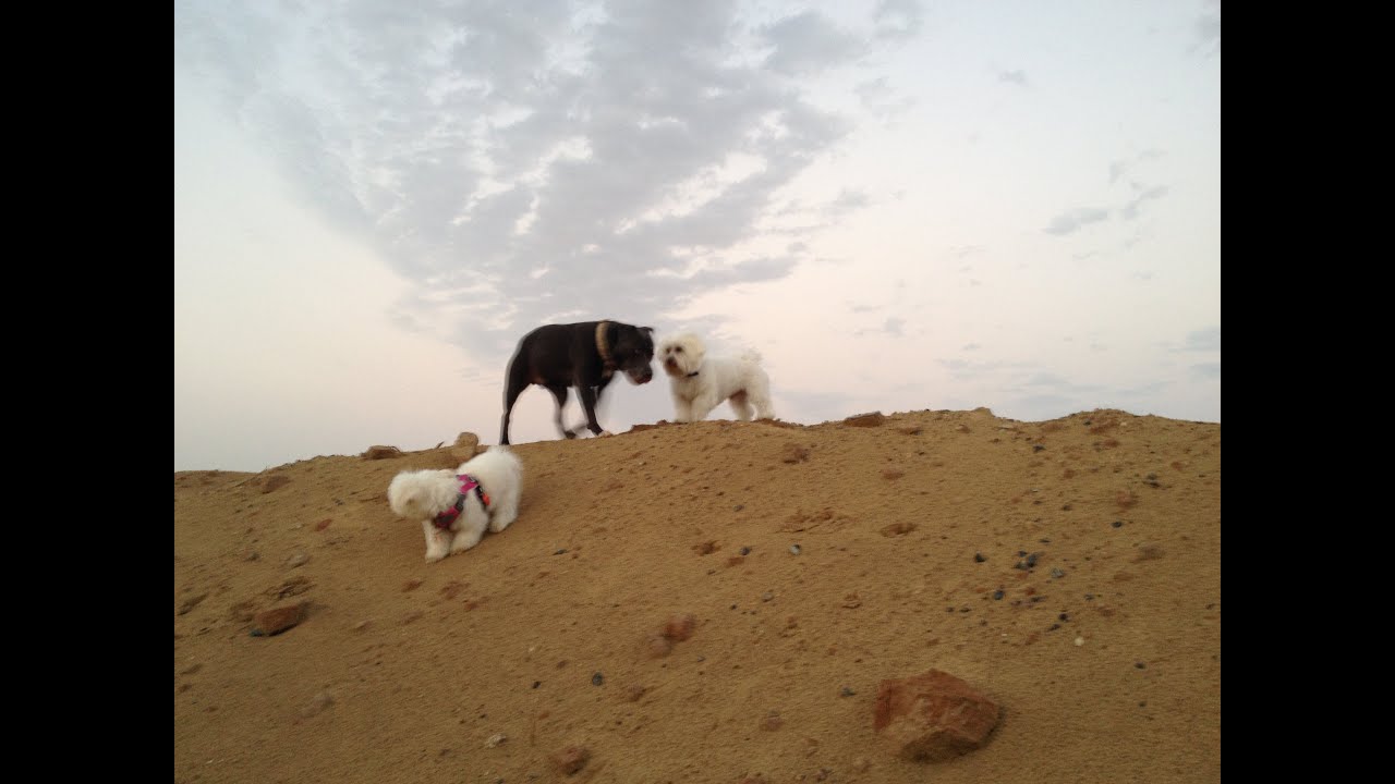 Pitbull Vs Maltese puppy (not for faint hearted) - YouTube