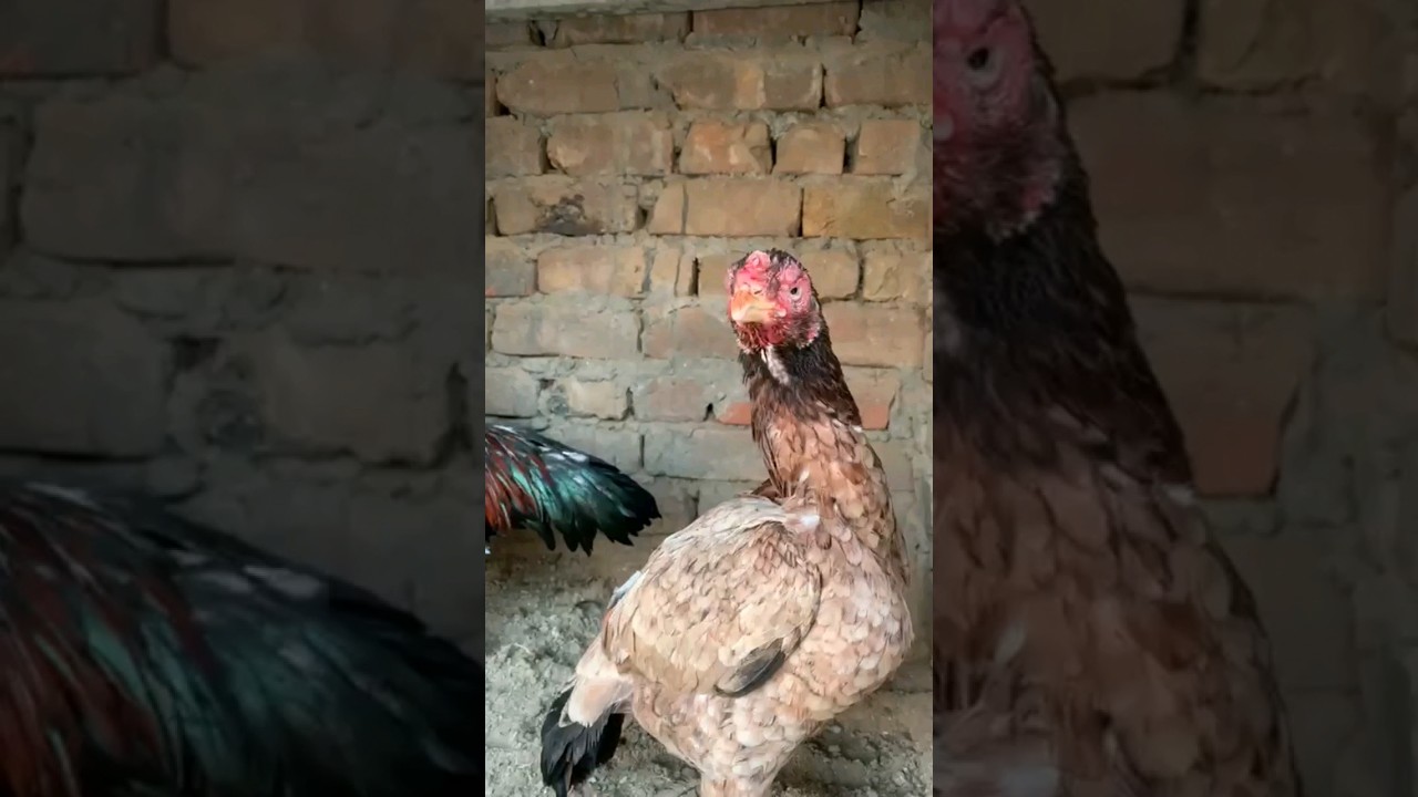 | AMROHA ASEEL BREADERS | #chicken #aseels # - YouTube