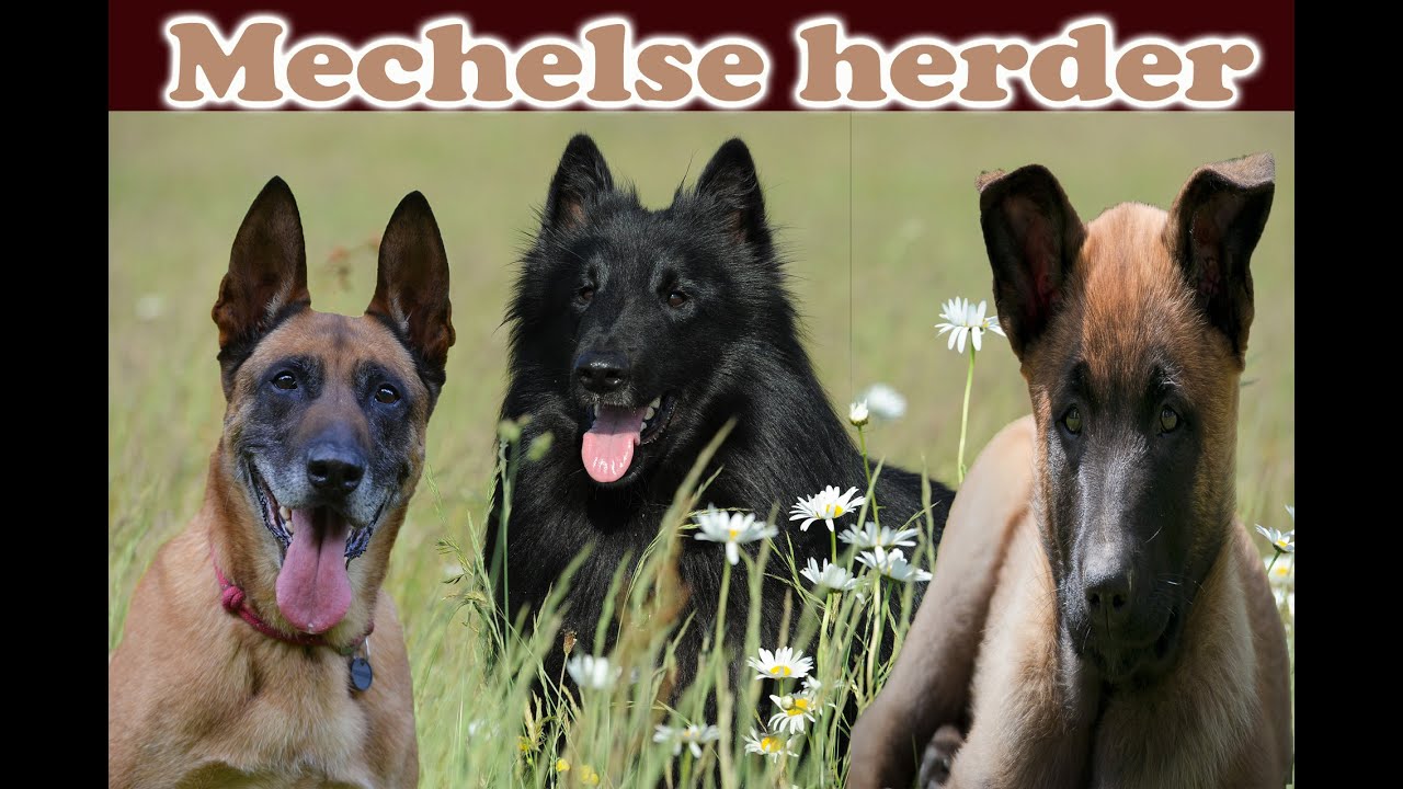 Mechelse herder - zwarte Mechelse herder - Mechelse herder pup ...