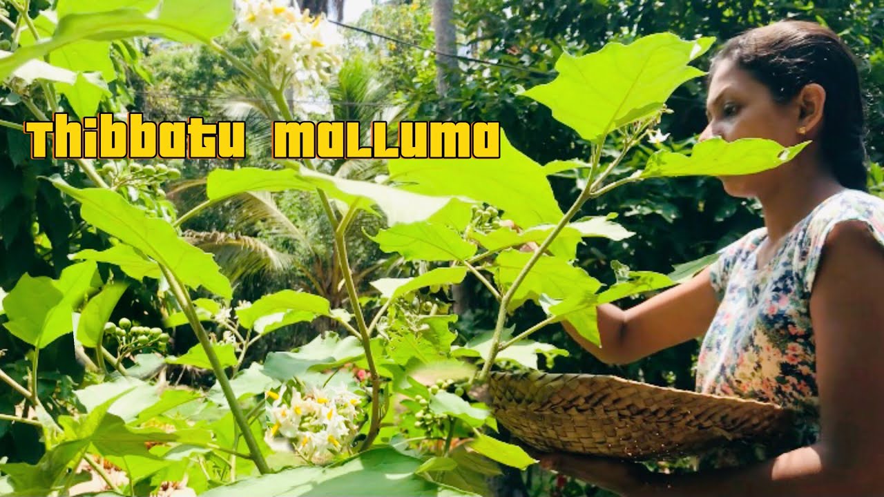 Thibbatu malluma(wild eggplants mallum)with coco lakshika 😋 - YouTube