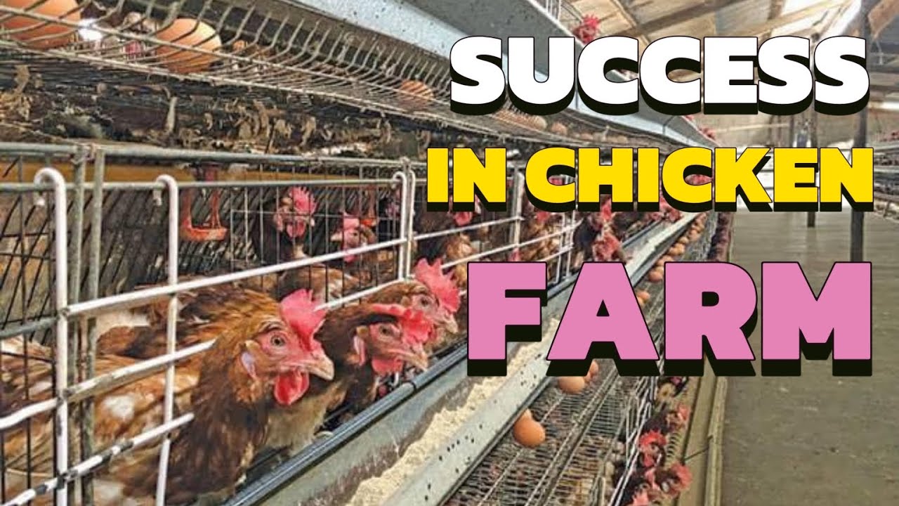 How Kenyan Politician Found SUCCESS in Chicken | AIM Agriculture Farm ...