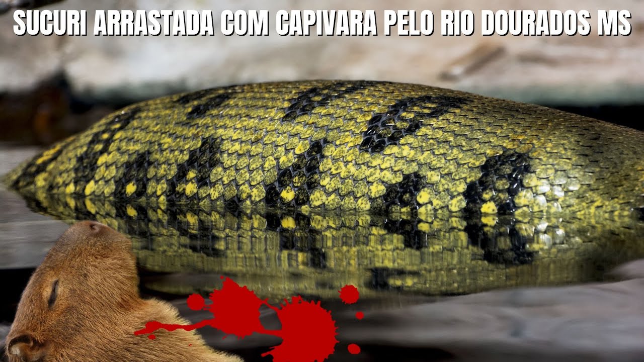 Sucuri Arrastada com Capivara pelo Rio Dourados MS | Biólogo Henrique ...