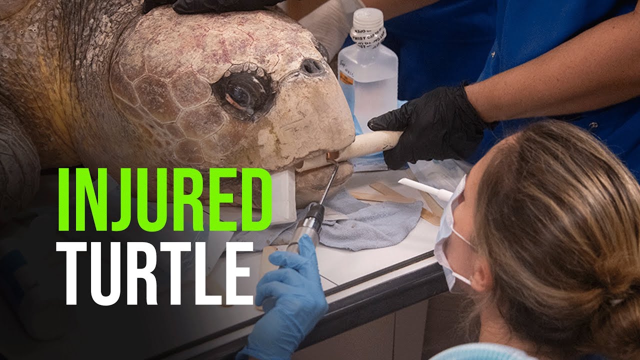 Sea Turtle Treated For Shark Bite at Zoo Miami - YouTube