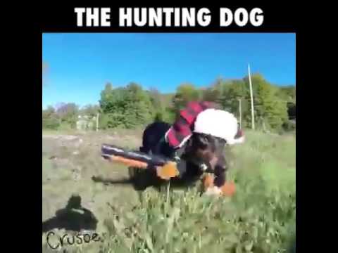 The Hunting Dog 😂 FUNNY INSTAGRAM VIDEOS AND MEMES - YouTube