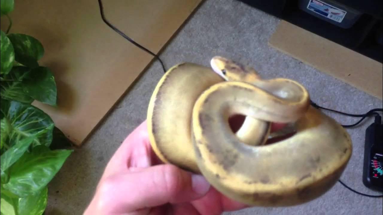 Unboxing video ball python - YouTube