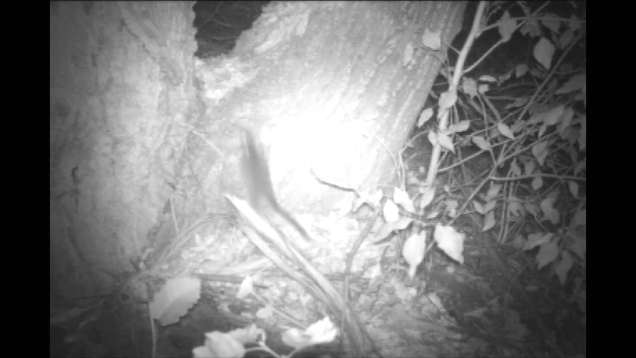 Bushy tailed woodrat - Neotoma cinerea - YouTube