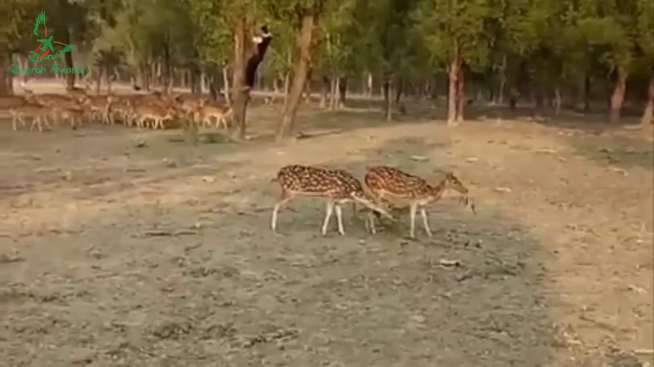 BEAUTIFUL CHITRA HORIN - YouTube