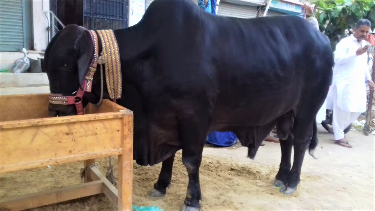 Pan Mandi Cow 2020 at NanakWada Karachi Eid Ul Adha 2020 - YouTube