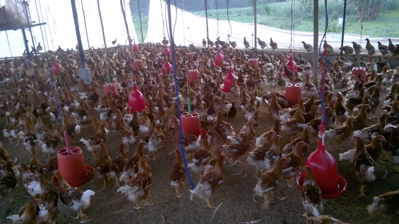 Poultry Farm in nepal And 2000 Layers Hens Are ready for giving eggs ...