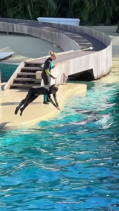 Dive with the dolphins - YouTube