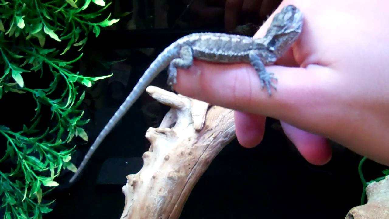 Exotic Pet Facts: Bearded Dragons - YouTube