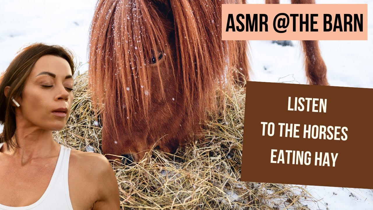 ASMR @the barn... Watch and listen to our icelandic horses eating their ...