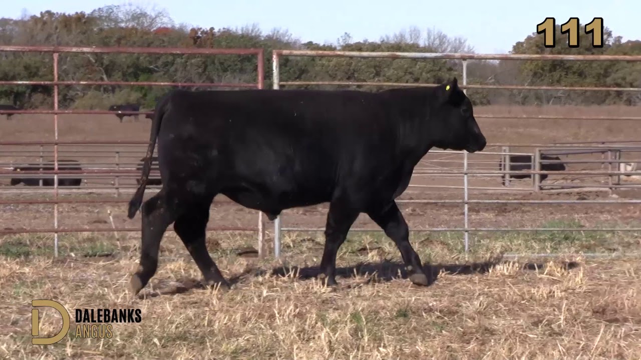 Dalebanks Angus Lot 111 - YouTube