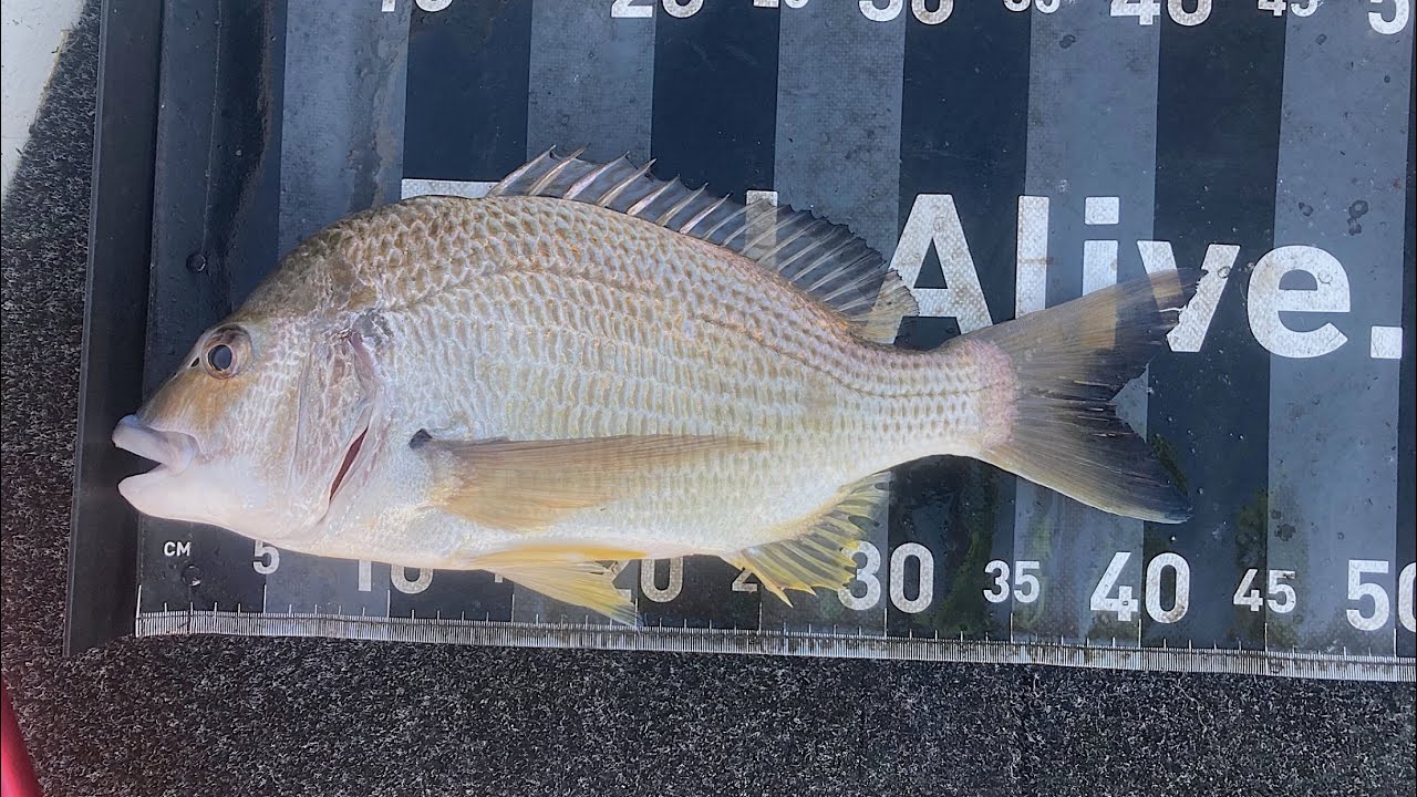 Catching big bream and 70+ flathead fishing Lake Macquarie - YouTube