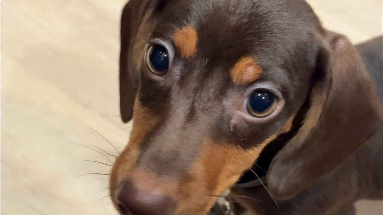 Mini Dachshund Puppy Leash Training (Sorta Works 🤣) - YouTube