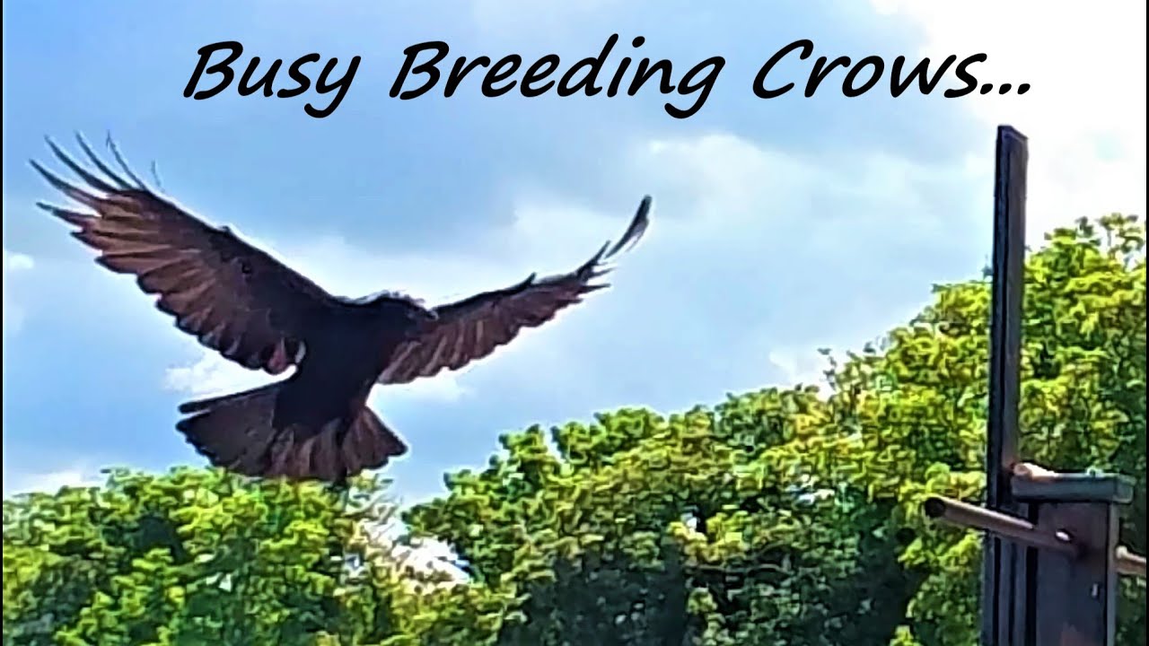 Feeding Crows, NINE Visits by the Local Crow Family / Balcony Bird ...