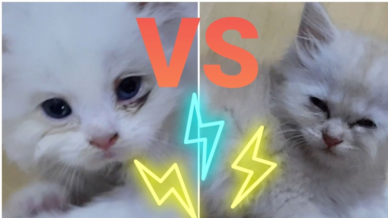 Imagine Dragons believer (cover)by cats - YouTube