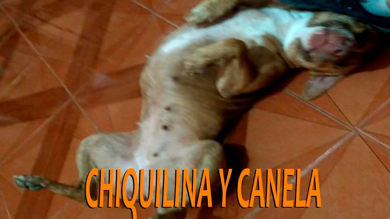 CANELA PERRO PITBULL HERMOSO LA CANELITA PERRITA PITBULL TIPO BULL ...