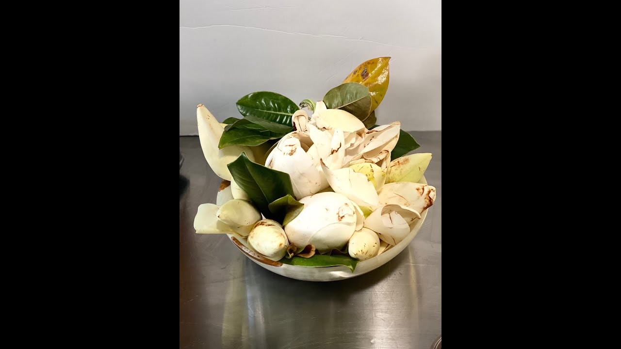 How To Distill Magnolia Flowers: Wild Card Wednesday Magnolia ...