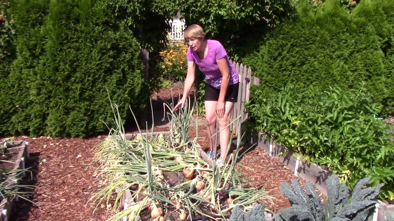 When to Harvest Onions - YouTube