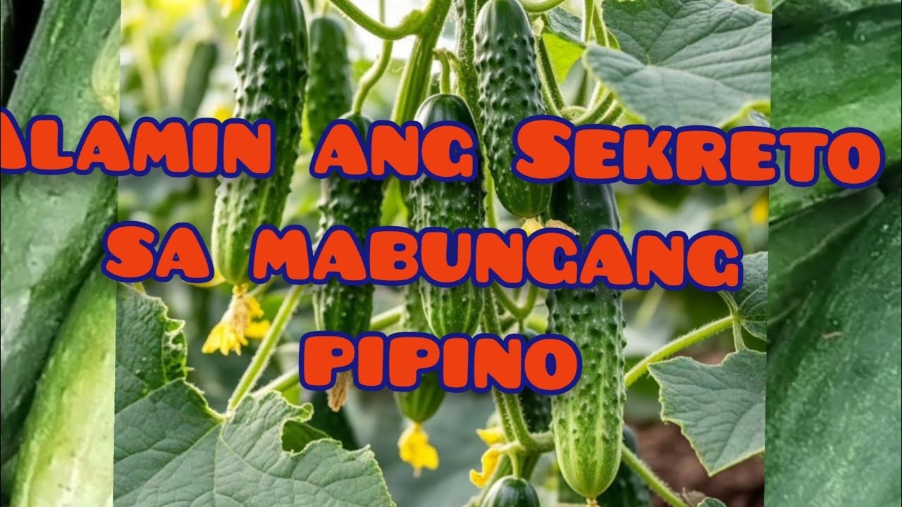 Pipino/Cucumber: Ano advantage / Disadvantage ng Direct Planting sa ...