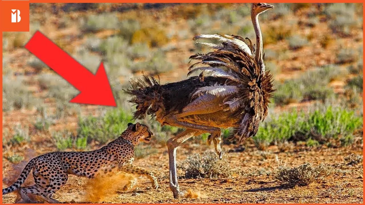 12 Aggressive Animal That Hates Each Other @BeastReacts - YouTube