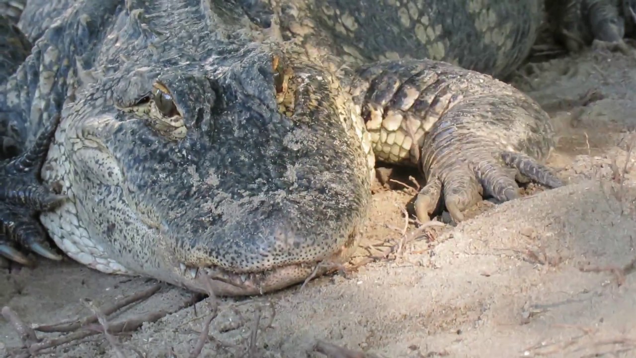UNBELIEVABLE EYELIDS of Juvenile Alligators & HIGH WALK! Alligator ...