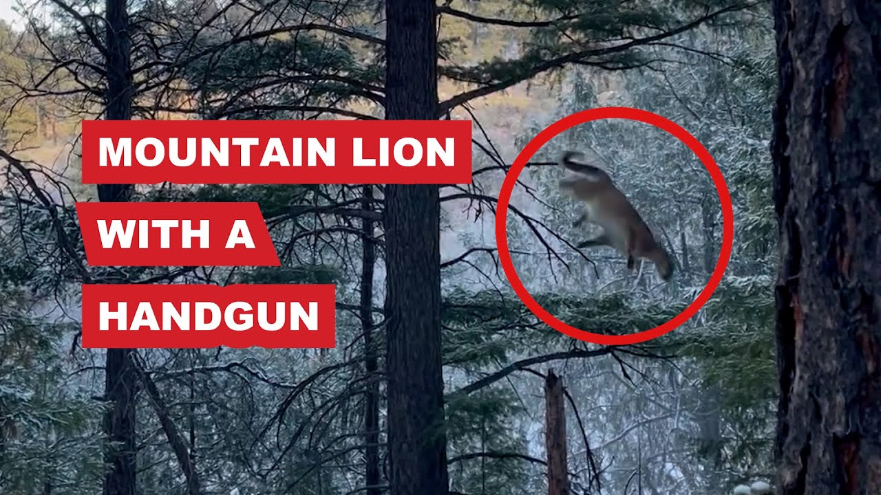Mountain Lion Taken with a Handgun - YouTube