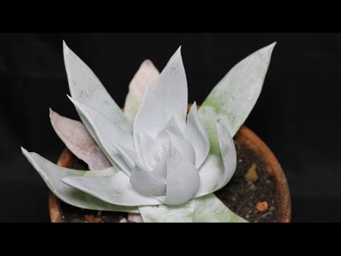 Dudleya brittonii - Britton's Dudleya, Giant Chalk Dudleya