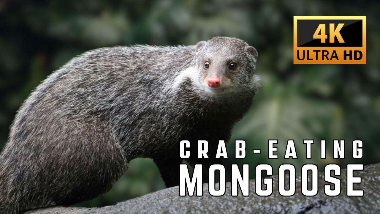 Crab-eating Mongoose (Herpestes urva) - YouTube