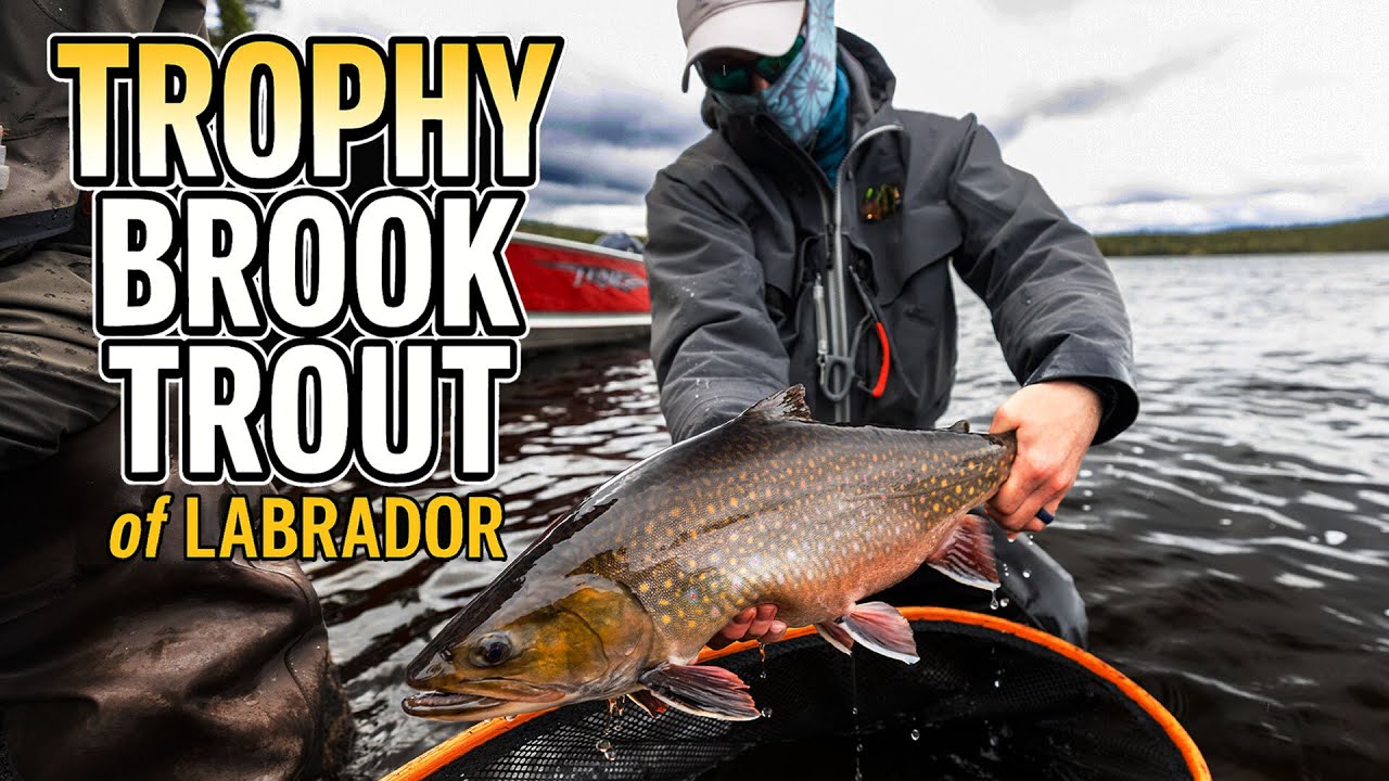 Trophy Brook Trout of Labrador – Fly Fishing Igloo Lake Lodge - YouTube