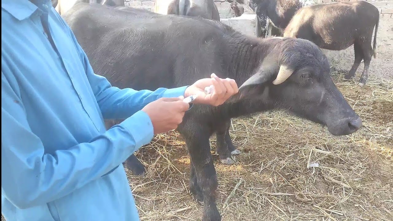 buffalo mouth information and infection and treatment by doctor - YouTube