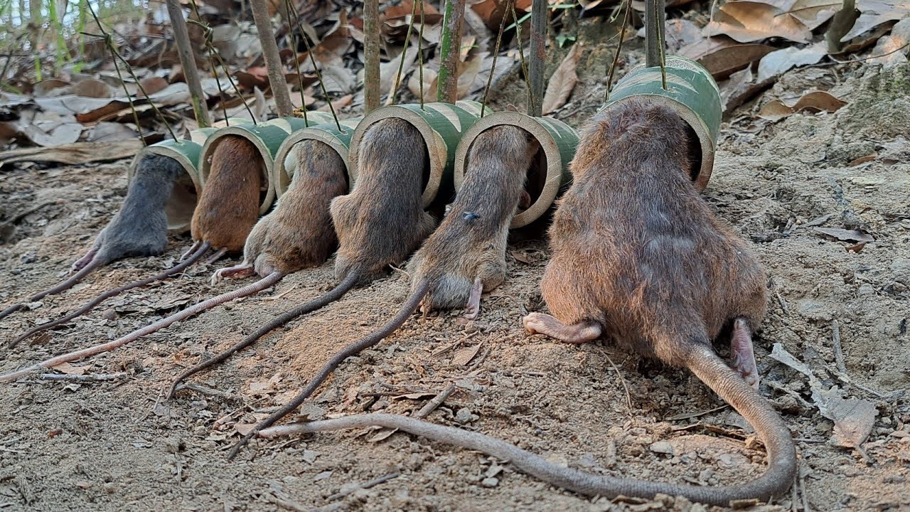 Green Wild Life: Create Multi Bamboo Mouse Traps To Catch Rats in the ...