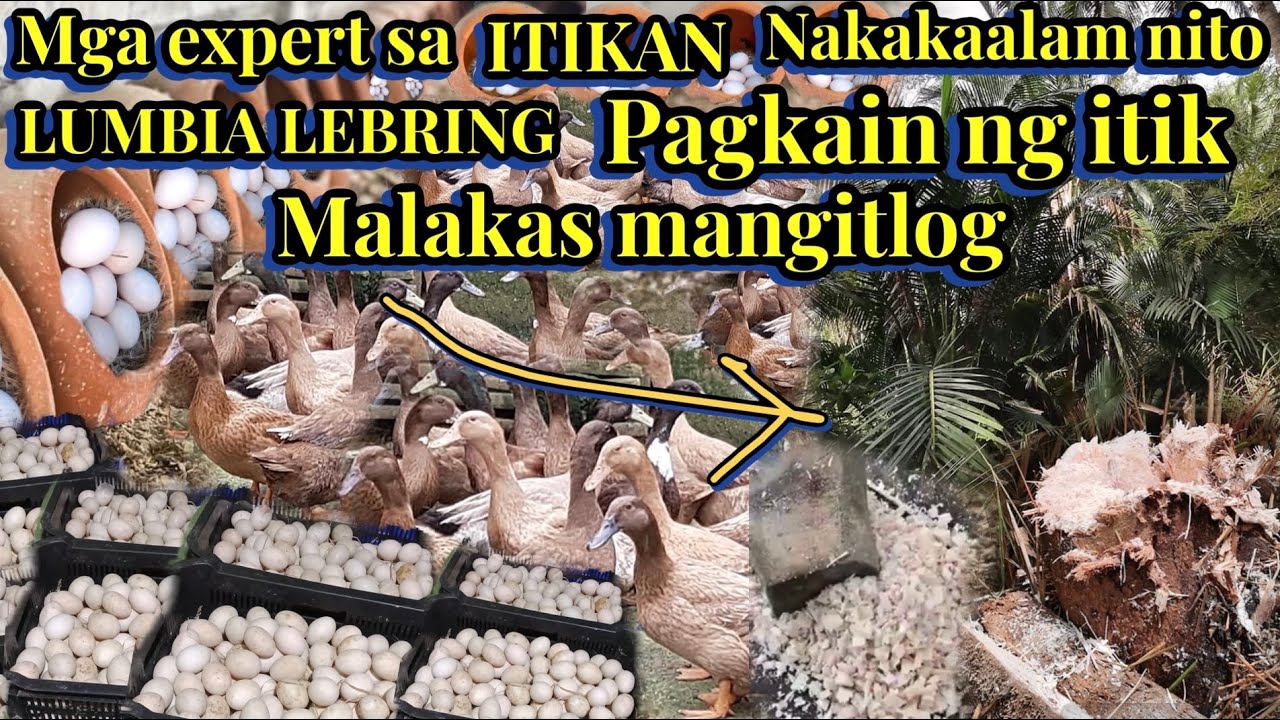 MGA EXPERT sa ITIKAN NaKAKAALAM Nito LUMBIA LEBRING PAGKAIN NG ITIK ...