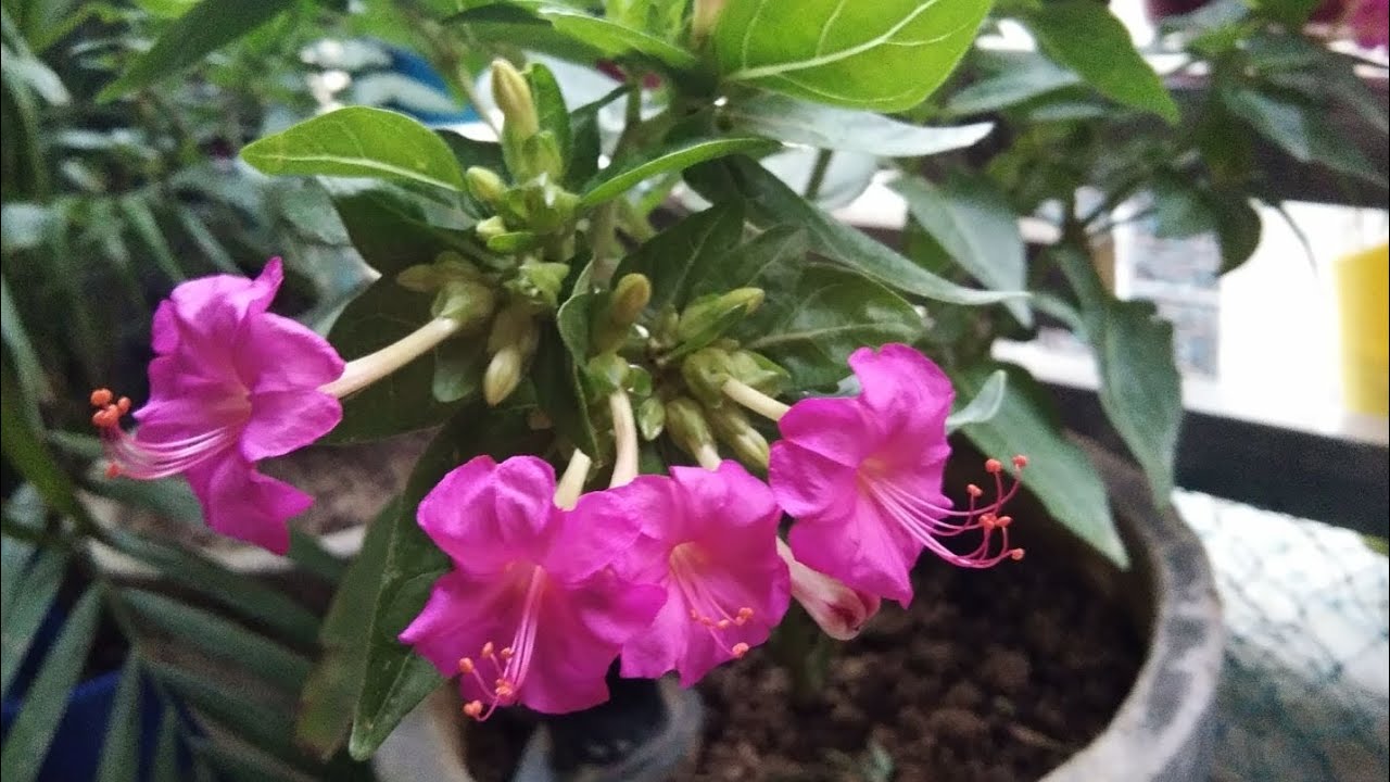 Mirabilis plant care tips||beautiful plant for summers l||heavy ...